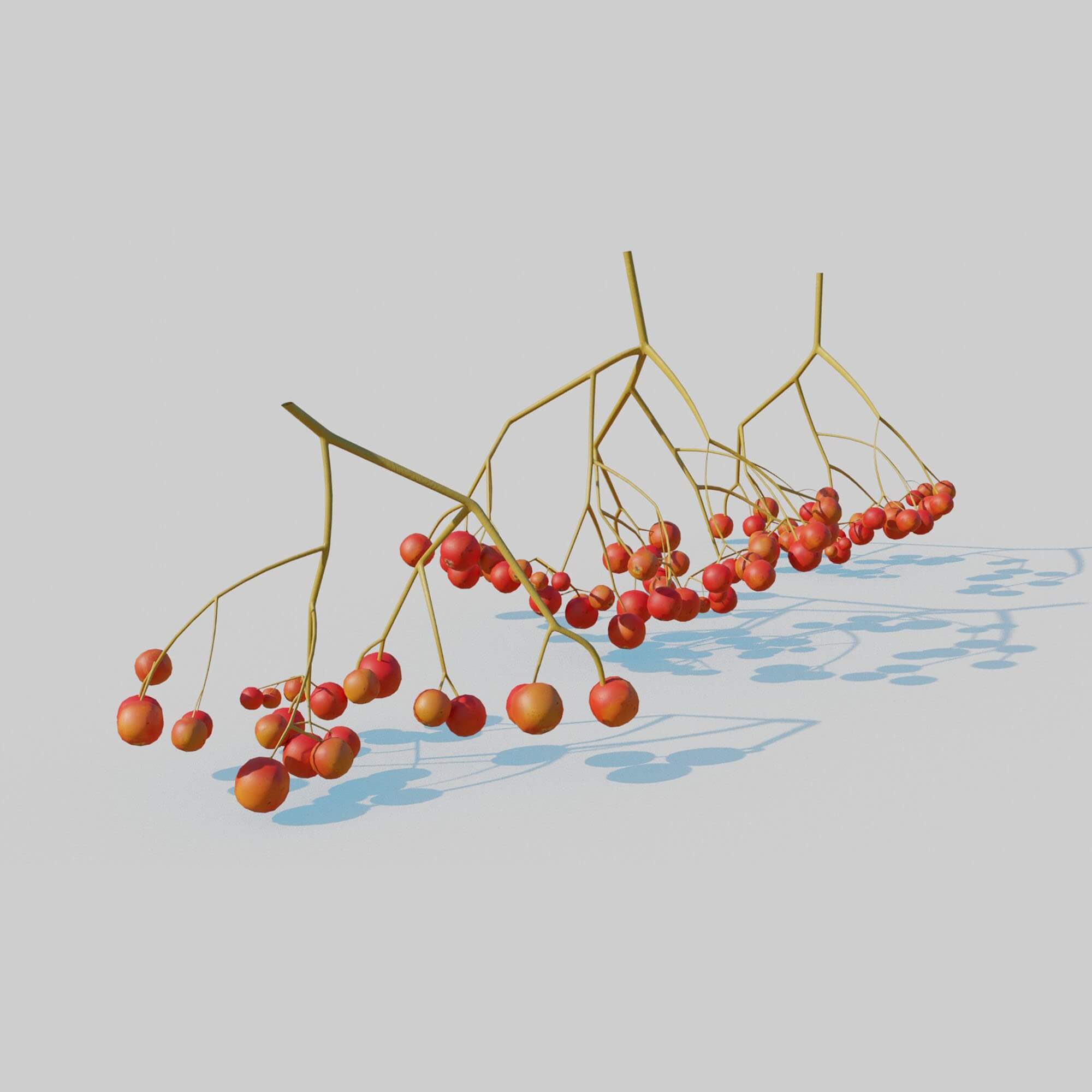 Mountain Ash Fruit - 3D Model by kambur
