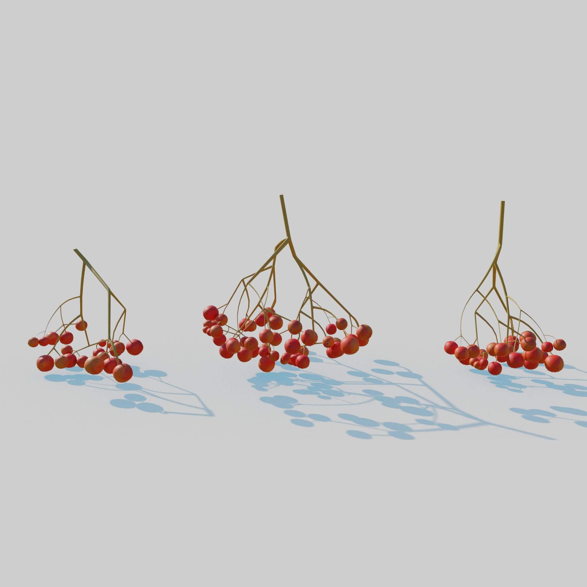Mountain Ash Fruit - 3D Model by kambur