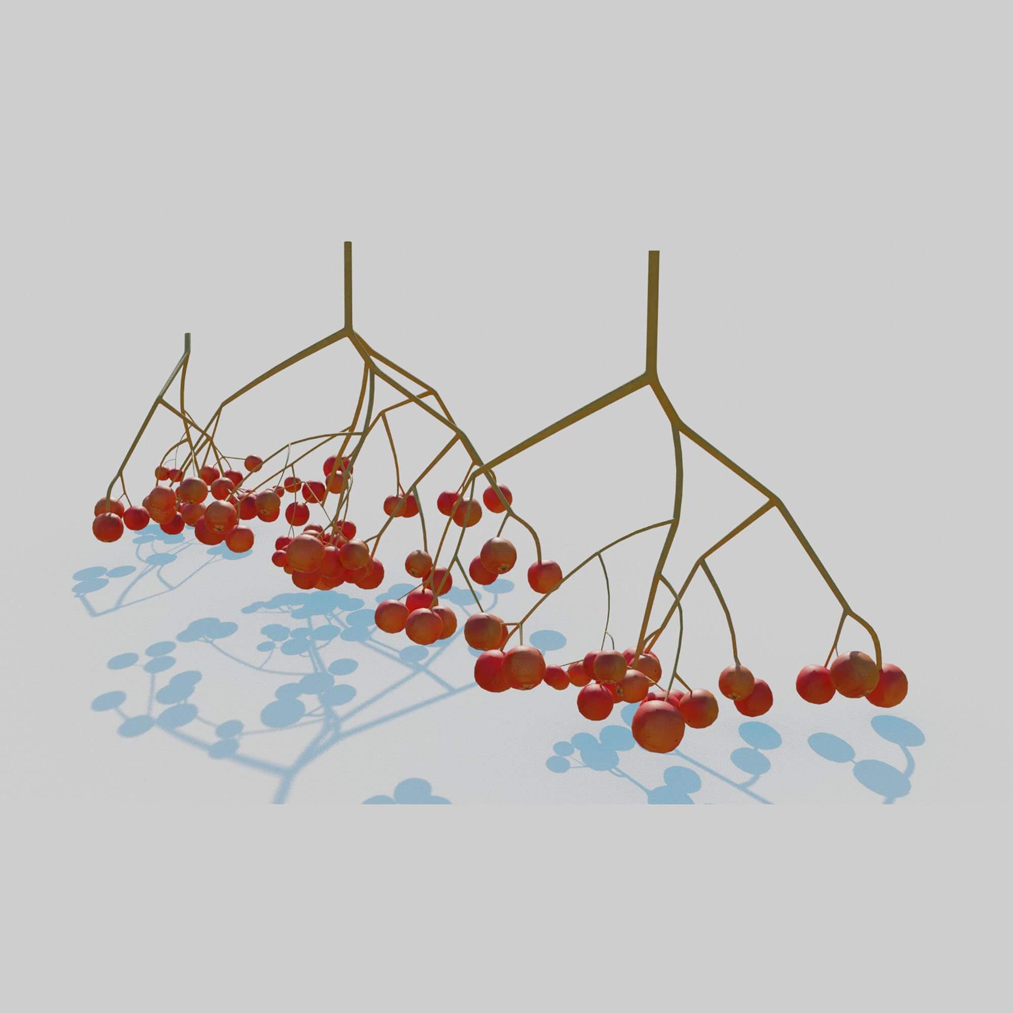 Mountain Ash Fruit - 3D Model by kambur