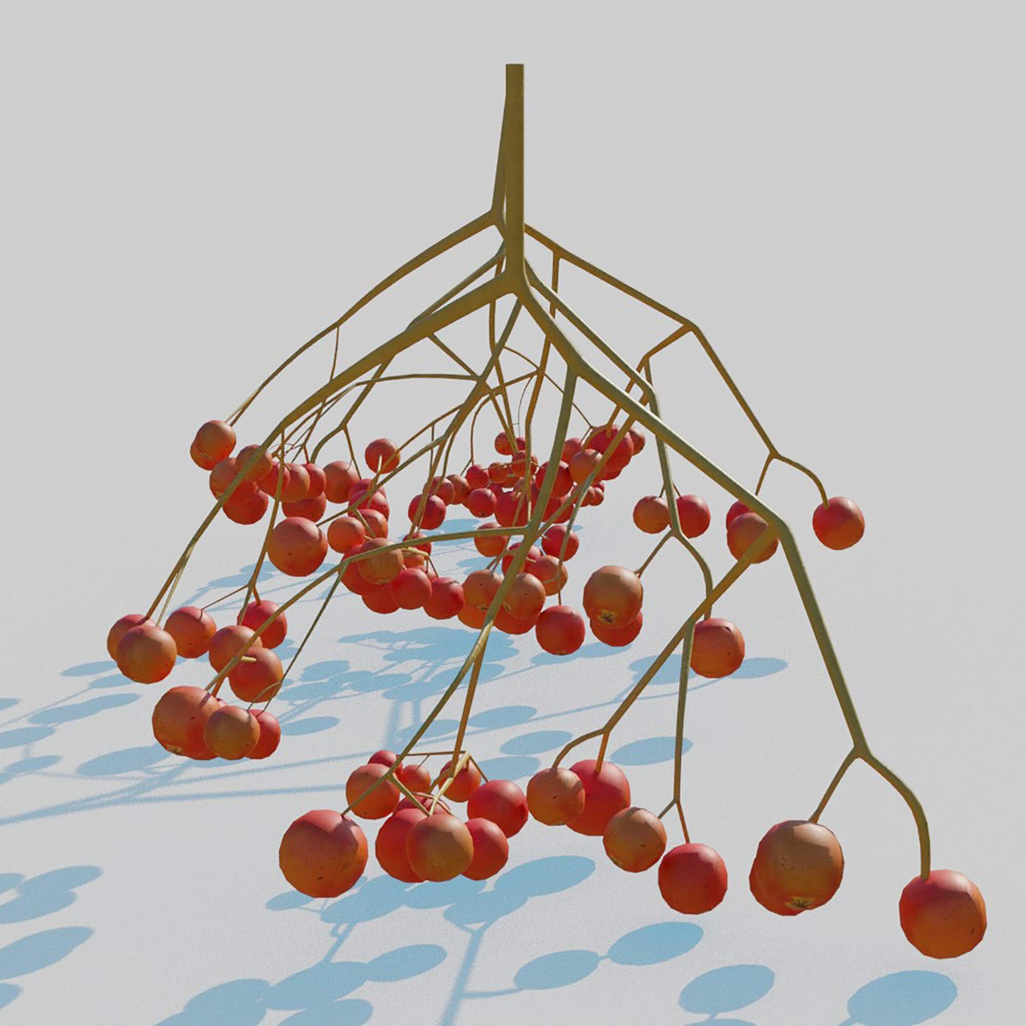 Mountain Ash Fruit - 3D Model by kambur