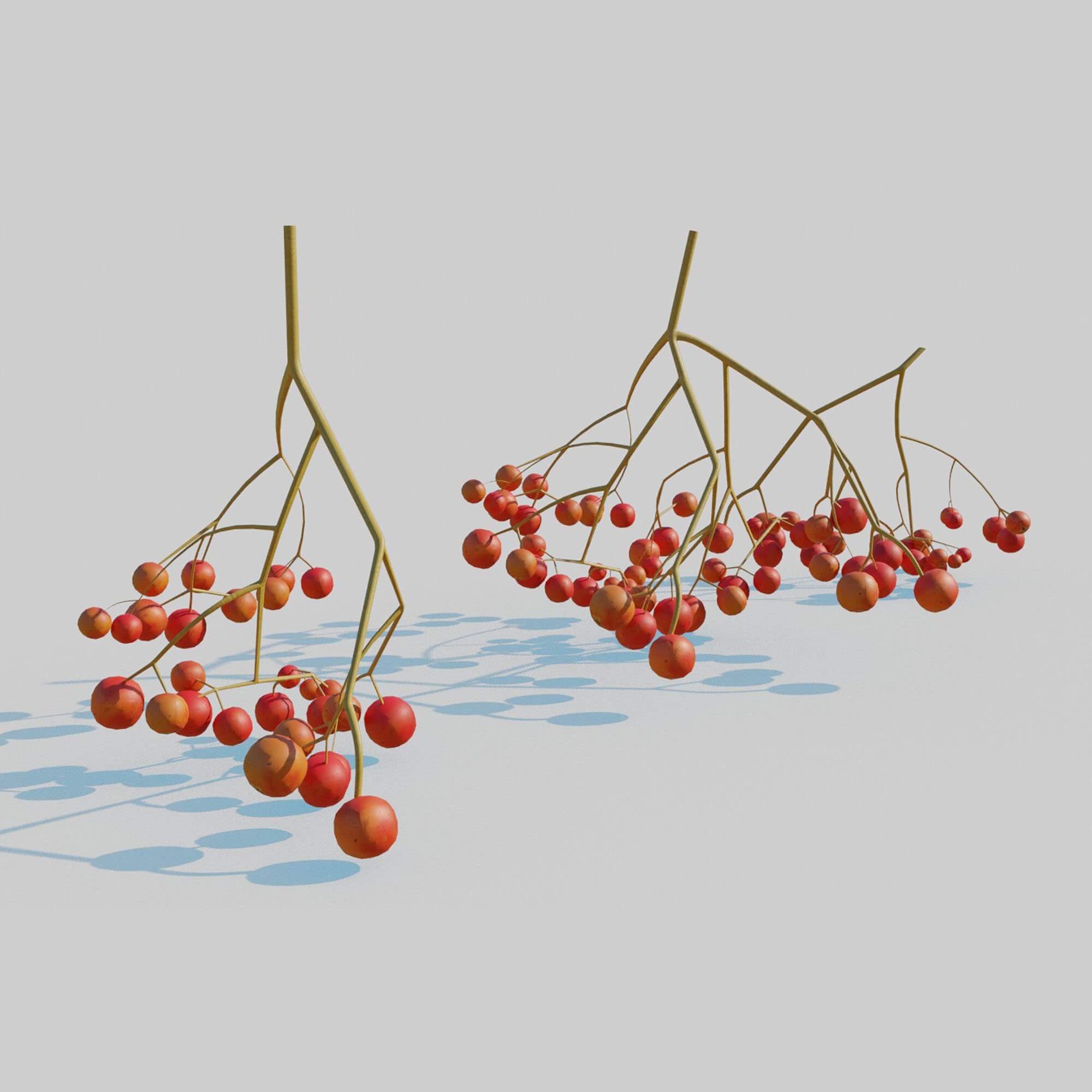 Mountain Ash Fruit - 3D Model by kambur