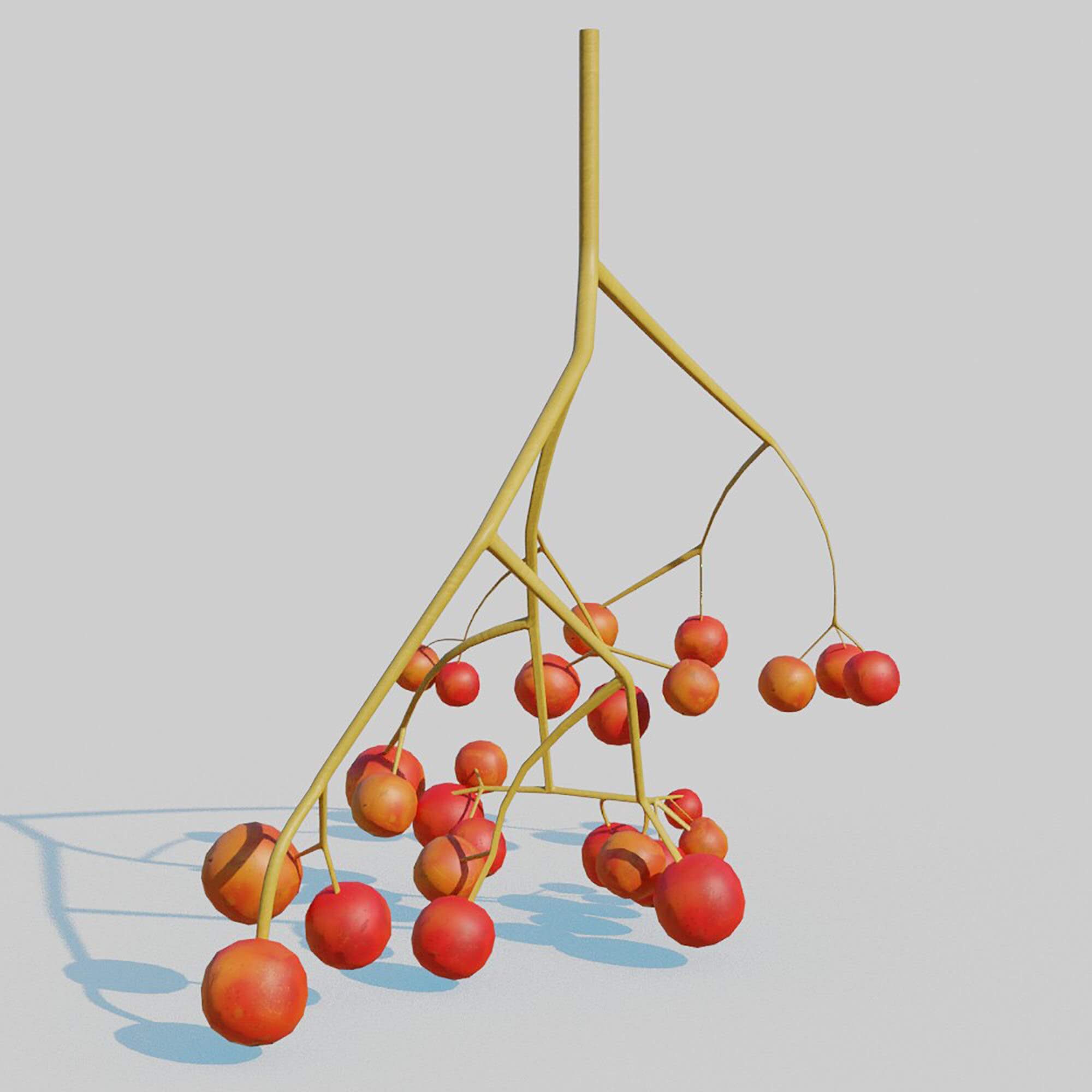 Mountain Ash Fruit - 3D Model by kambur