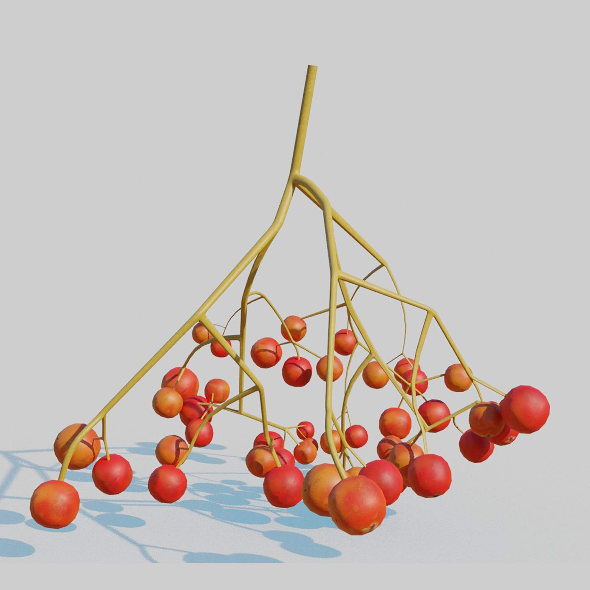 Mountain Ash Fruit - 3D Model by kambur