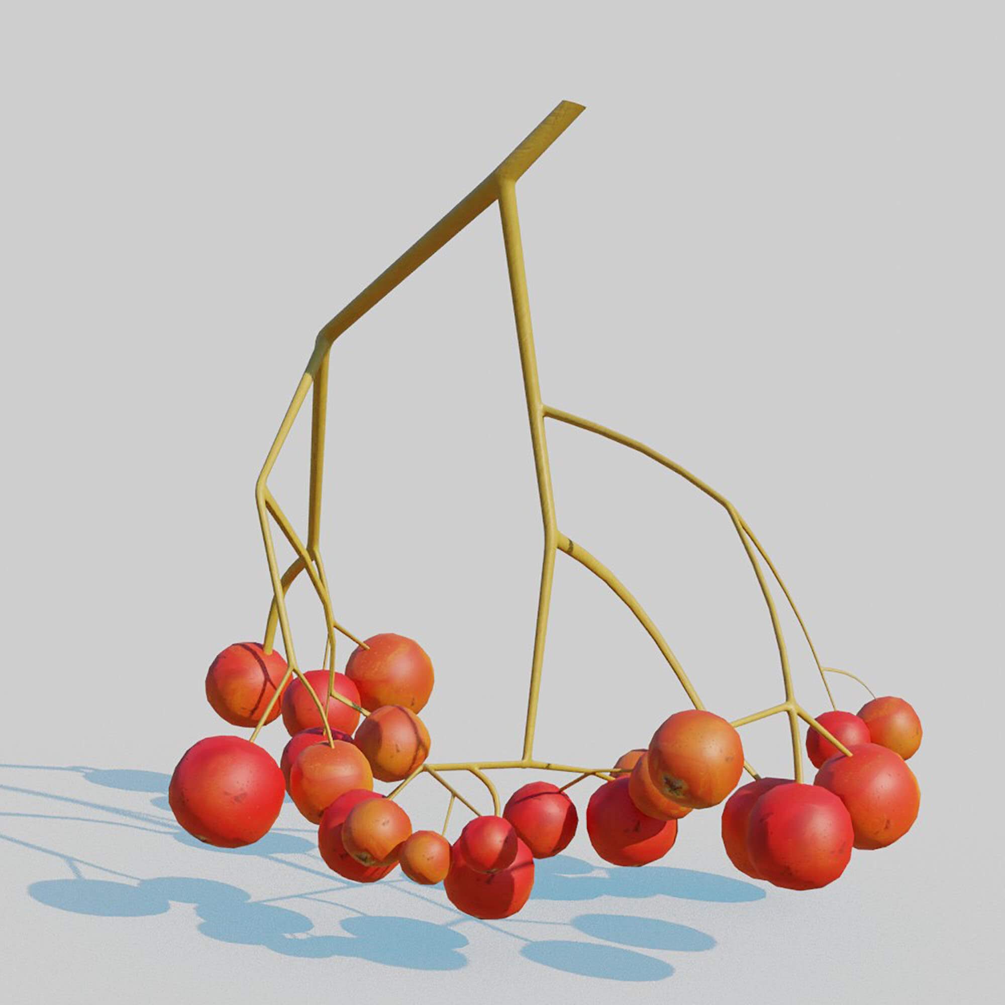 Mountain Ash Fruit - 3D Model by kambur