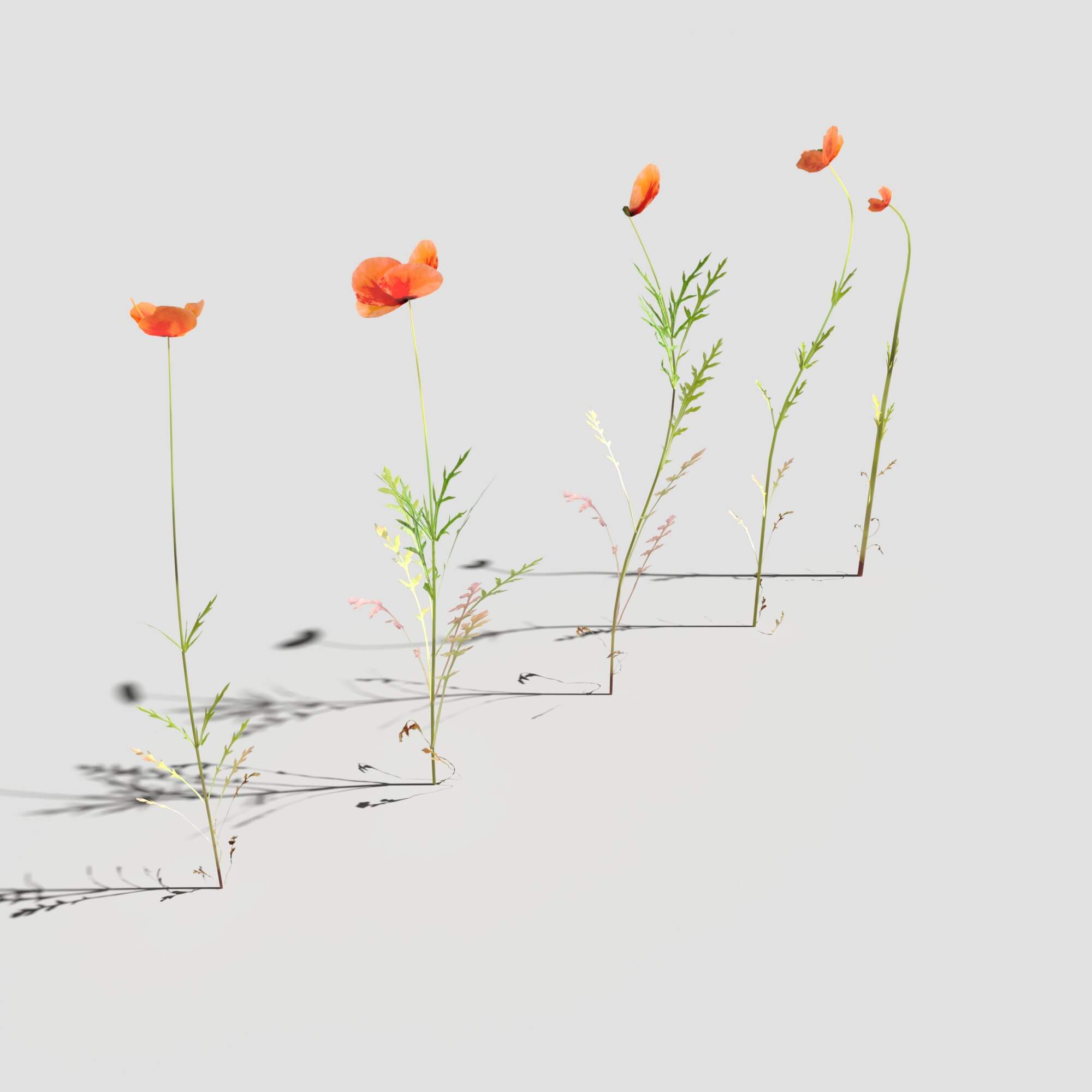 Poppy Pack - 3D Model by kambur