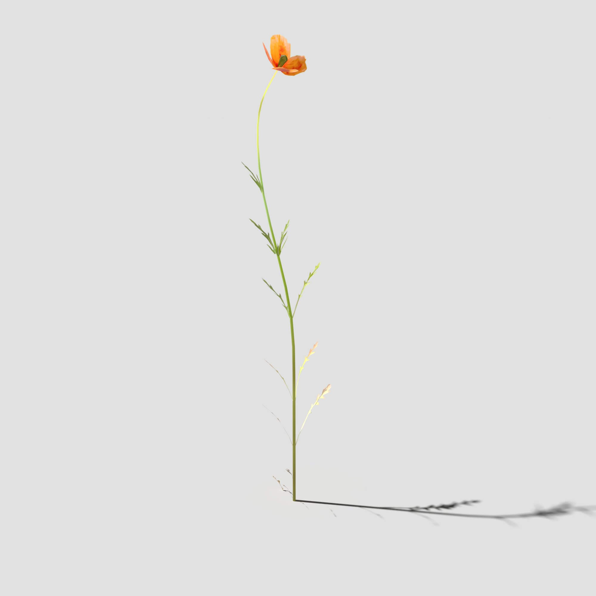 Poppy Pack - 3D Model by kambur