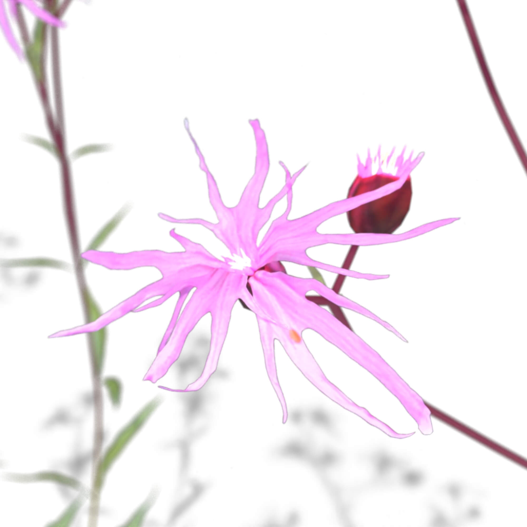 Ragged Robin Pack - 3D Model by kambur