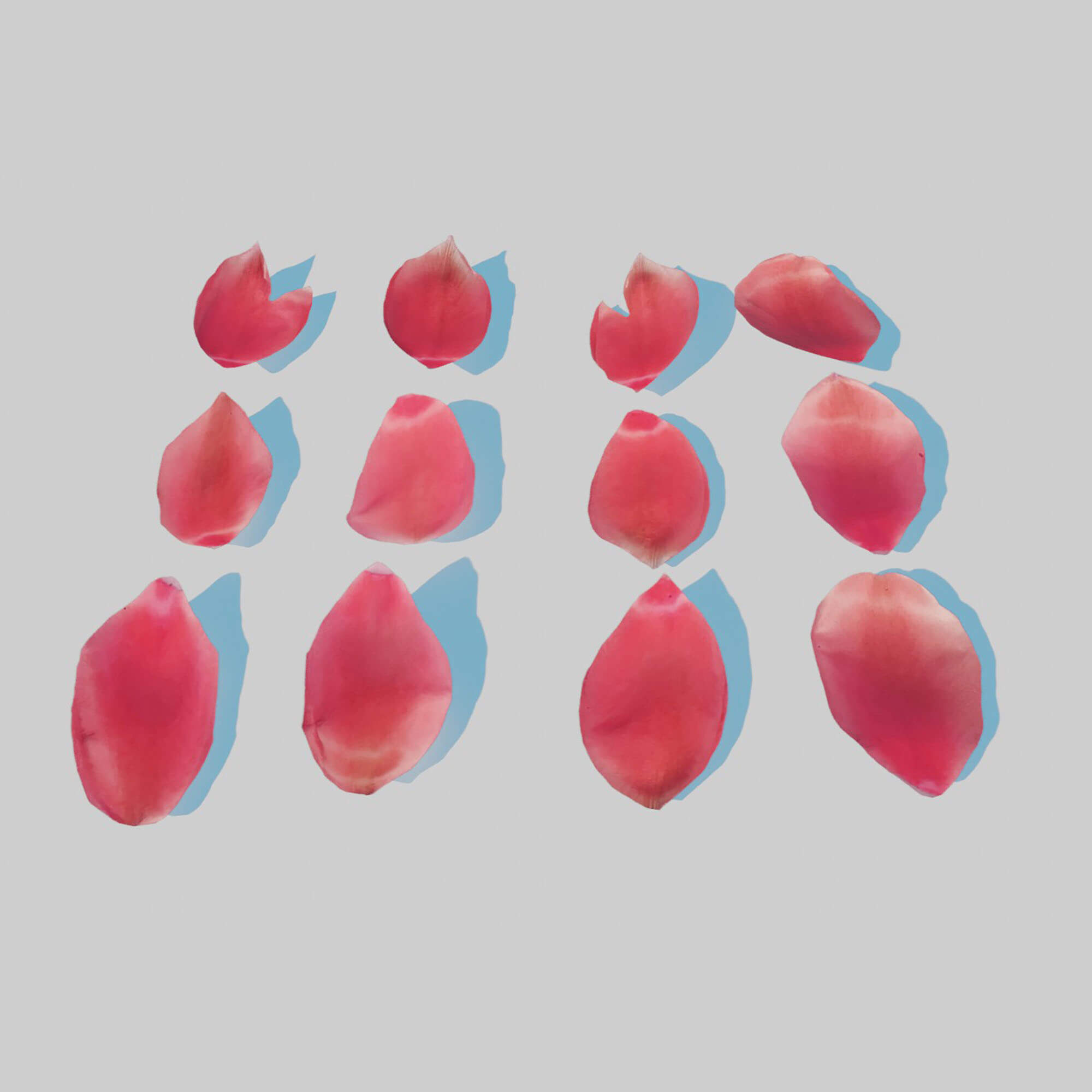 Red Tulip Petals - 3D Model by kambur