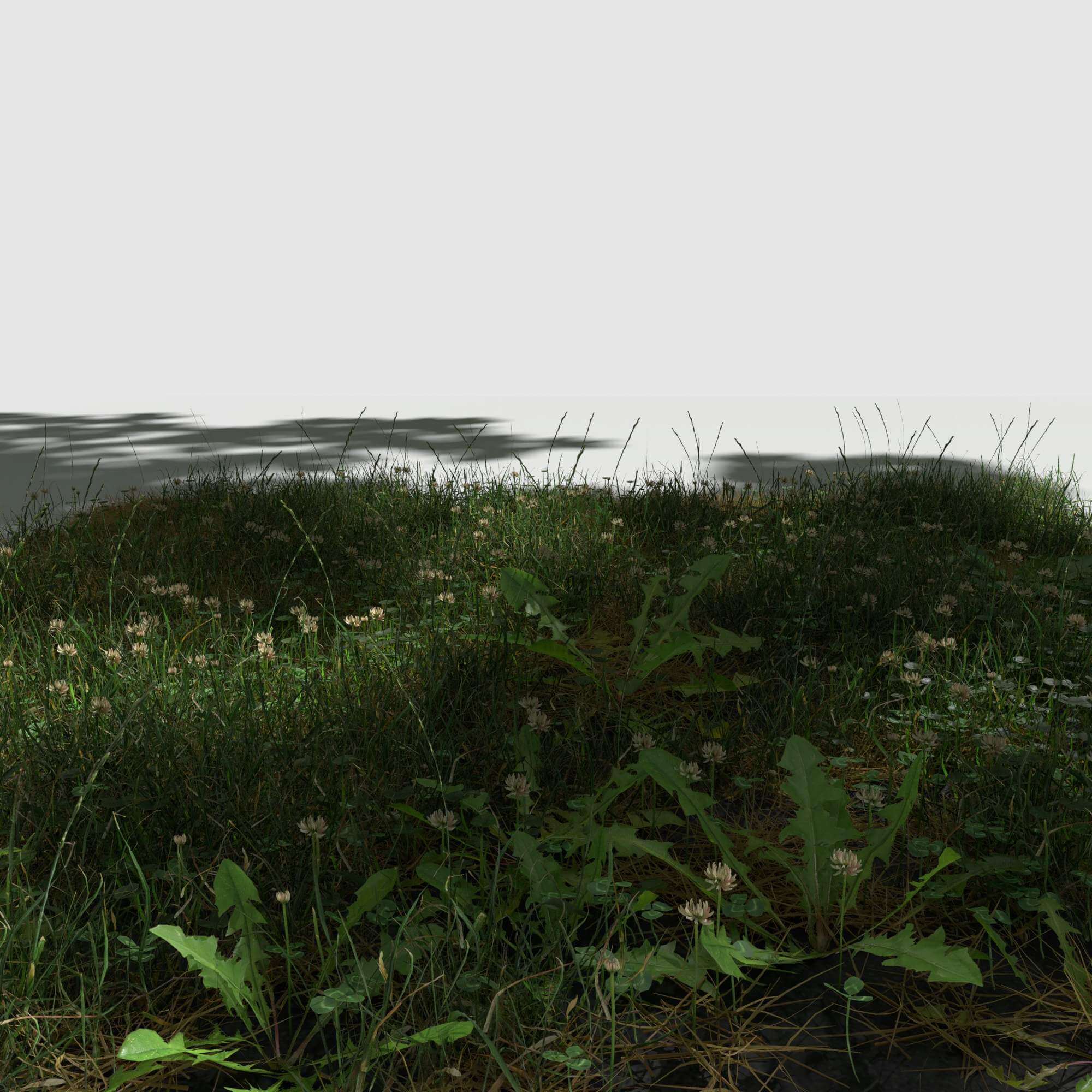 Ryegrass Meadow Patch - 3D Model by kambur