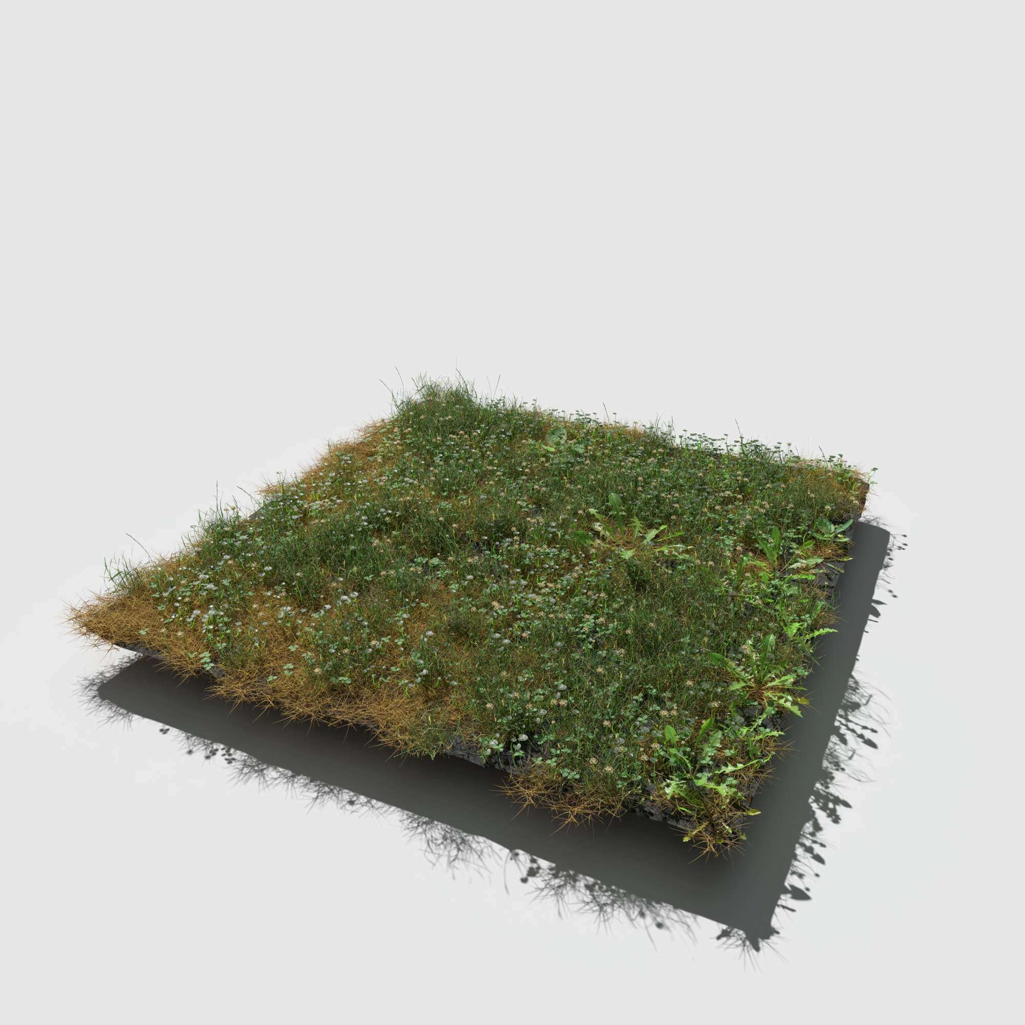 Ryegrass Meadow Patch - 3D Model by kambur