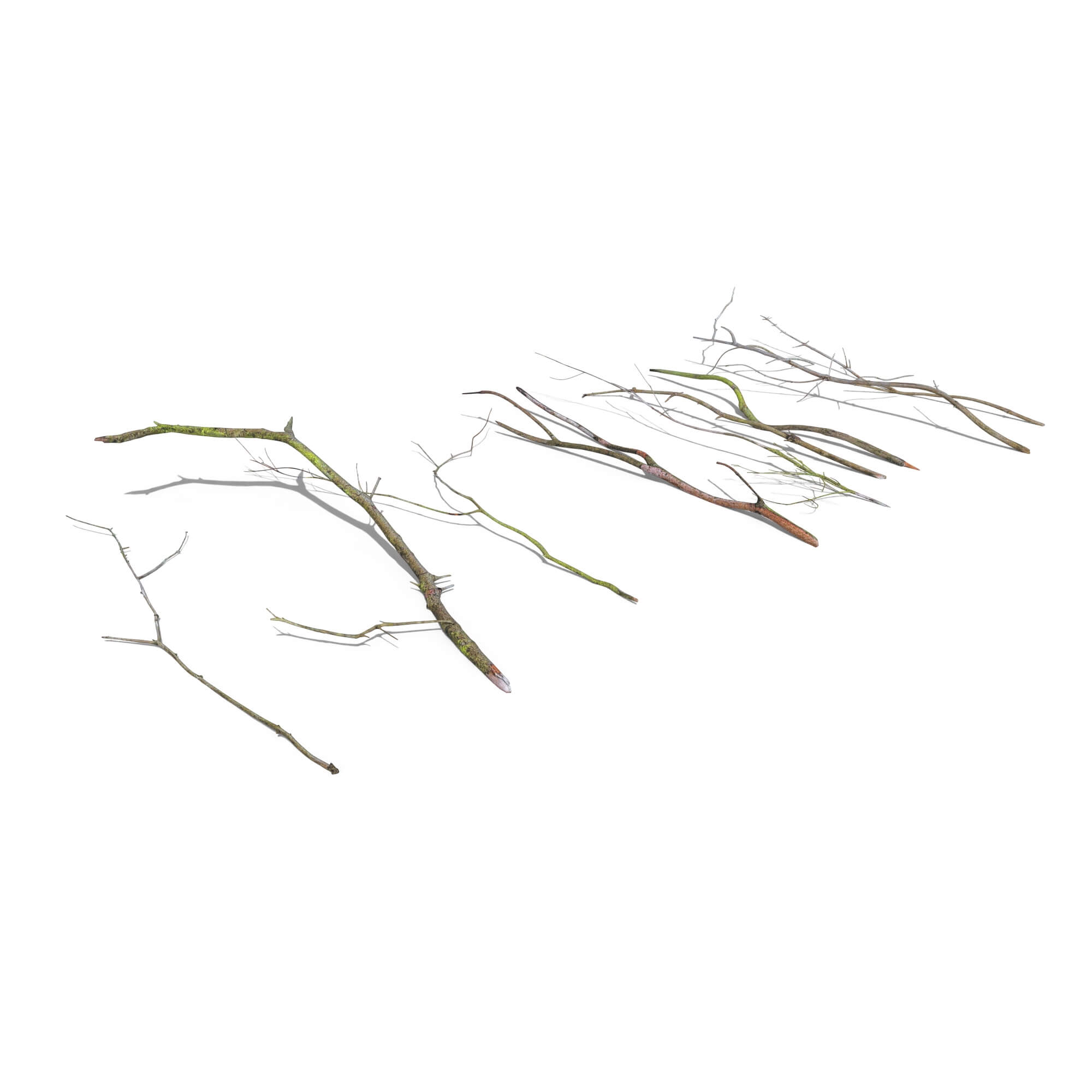 Spruce Twigs - 3D Model by kambur