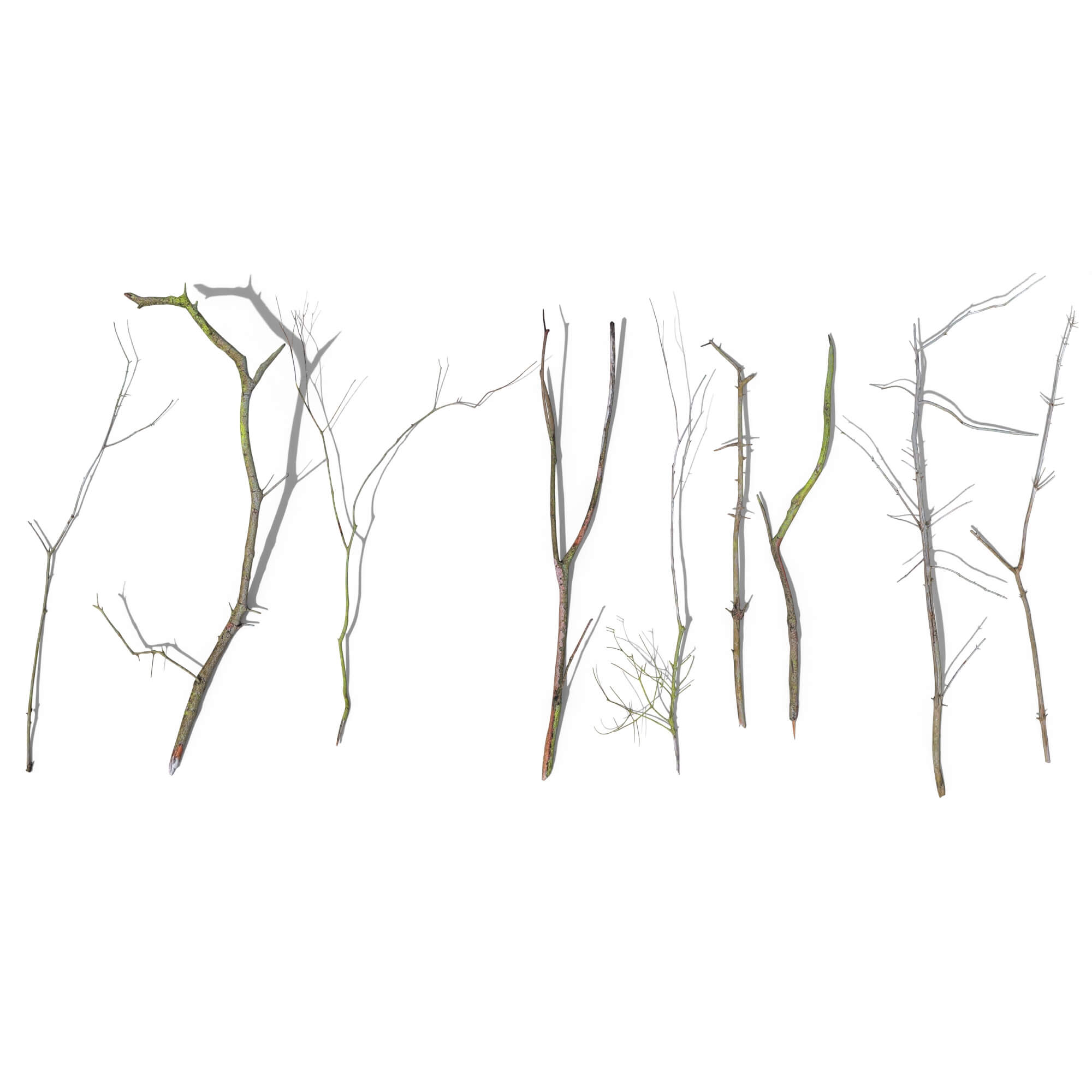 Spruce Twigs - 3D Model by kambur