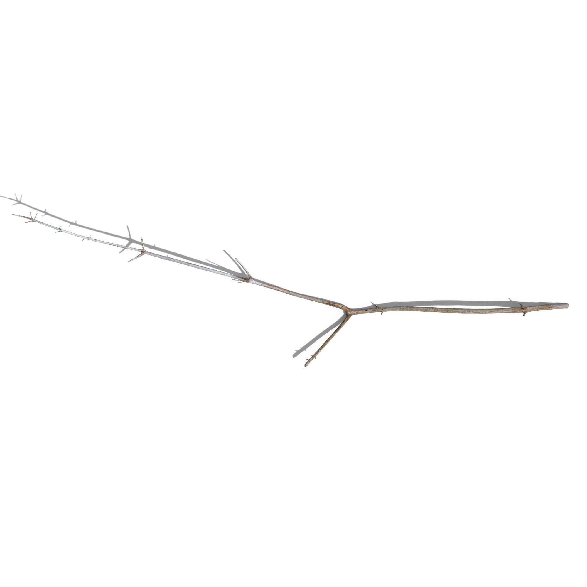 Spruce Twigs - 3D Model by kambur