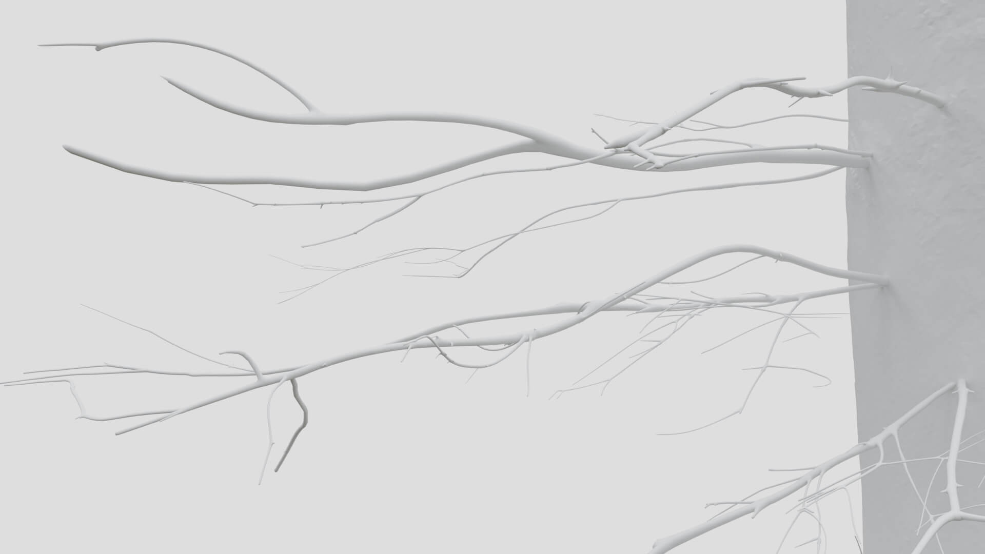 Spruce Twigs - 3D Model by kambur