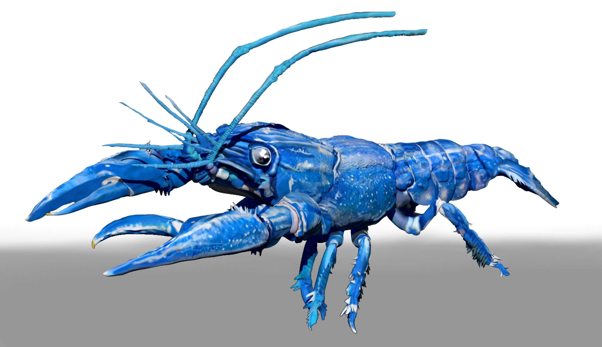 Blue Crawfish - 3D Model by KellyJohnson3DArt