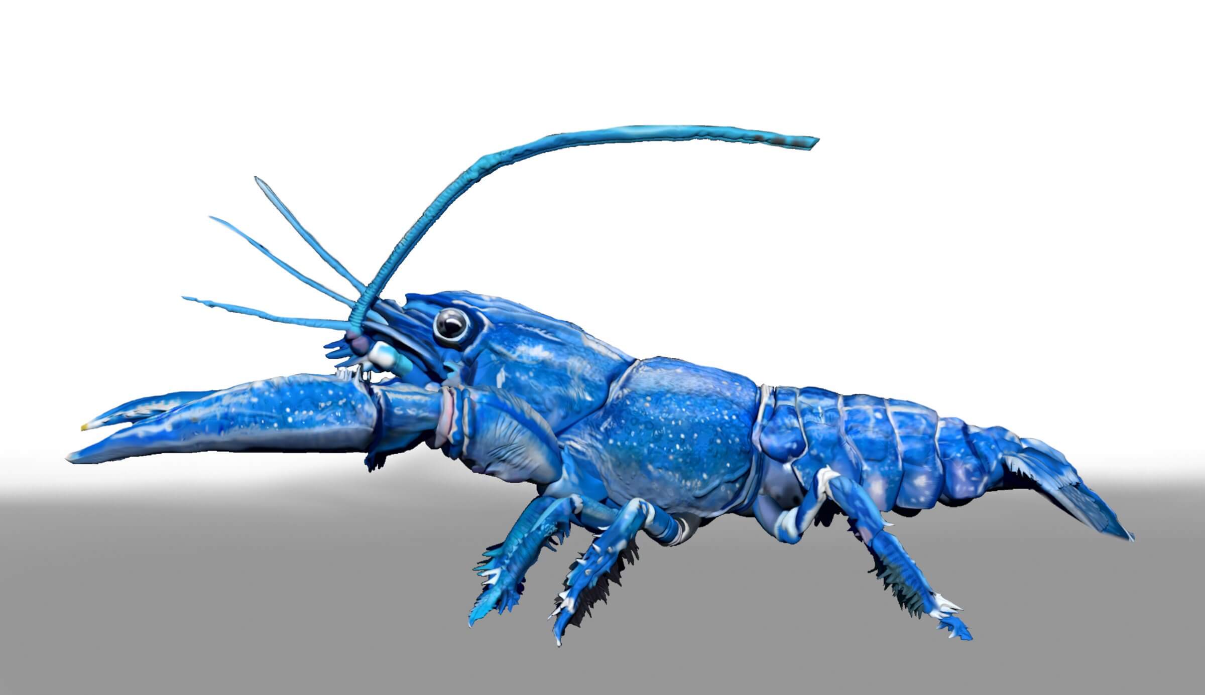 Blue Crawfish - 3D Model by KellyJohnson3DArt