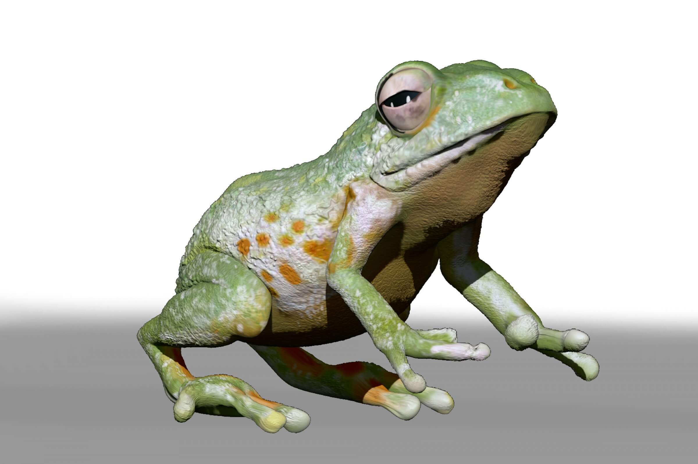 Frog - 3D Model by KellyJohnson3DArt