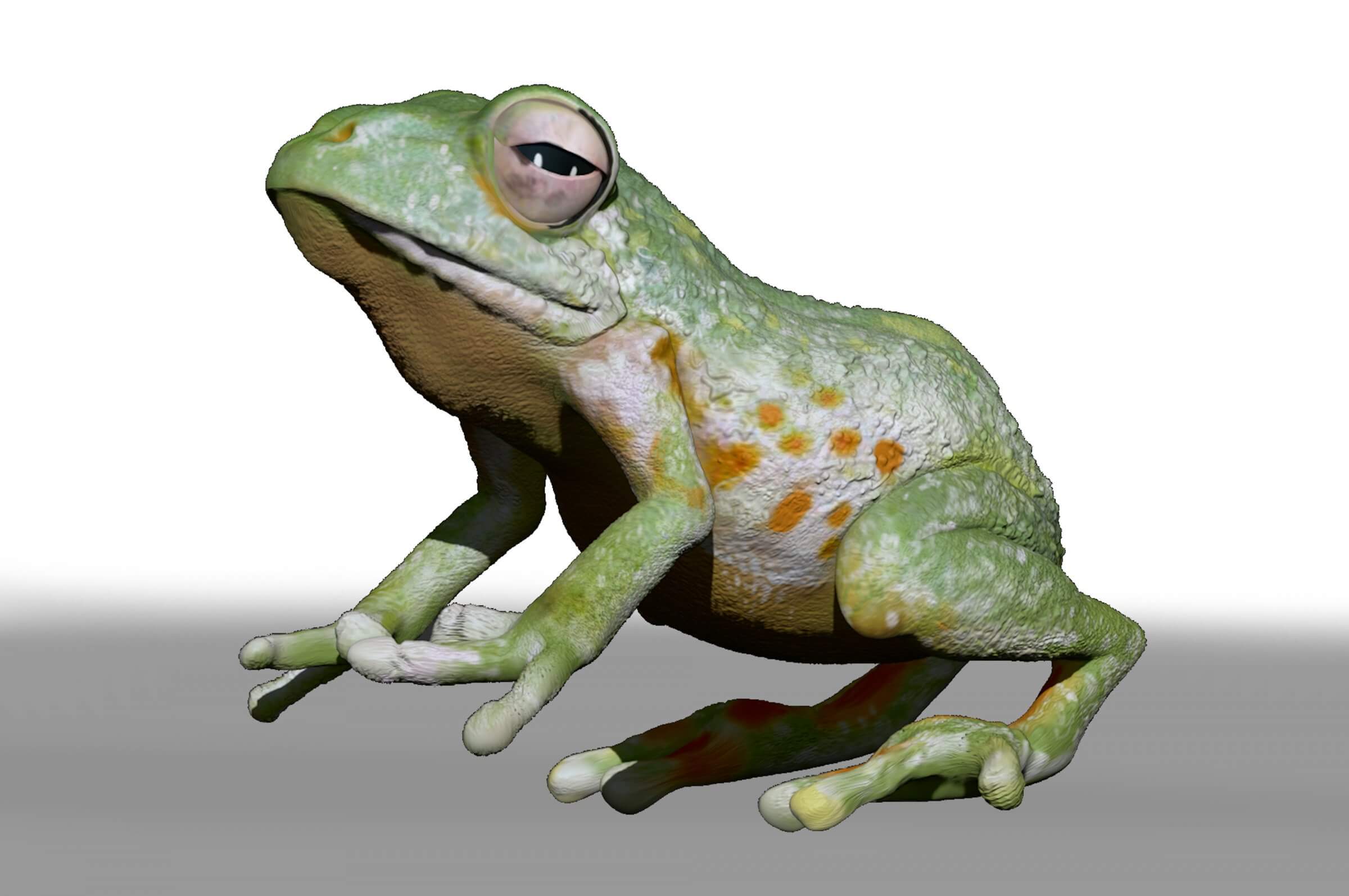 Frog - 3D Model by KellyJohnson3DArt