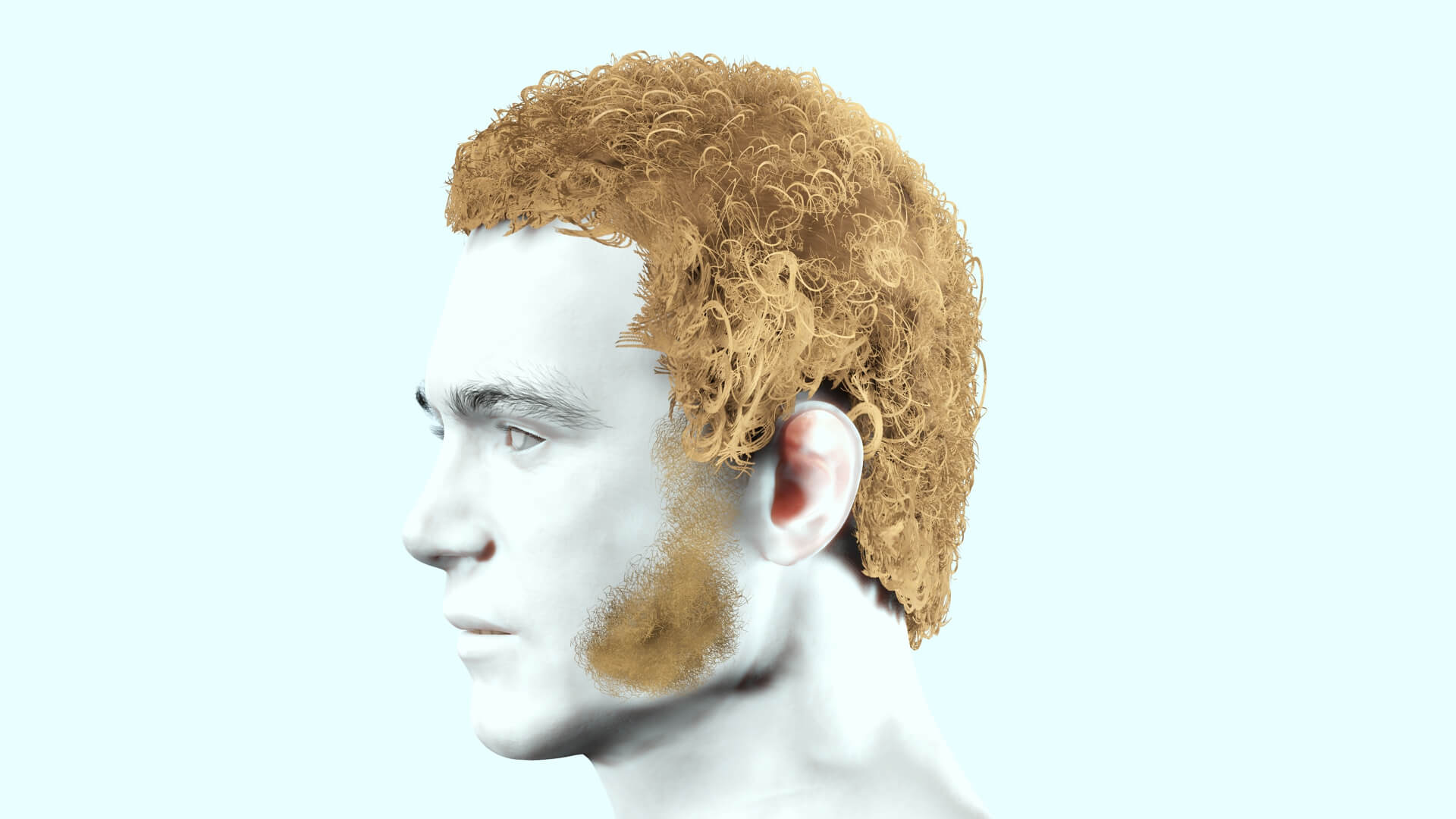 Realistic Curly Man Hair - Sideburns Beard 3D Model by khaloui