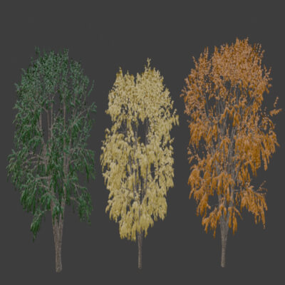 Beech Trees XL - 3D Model by KillzoneLabs