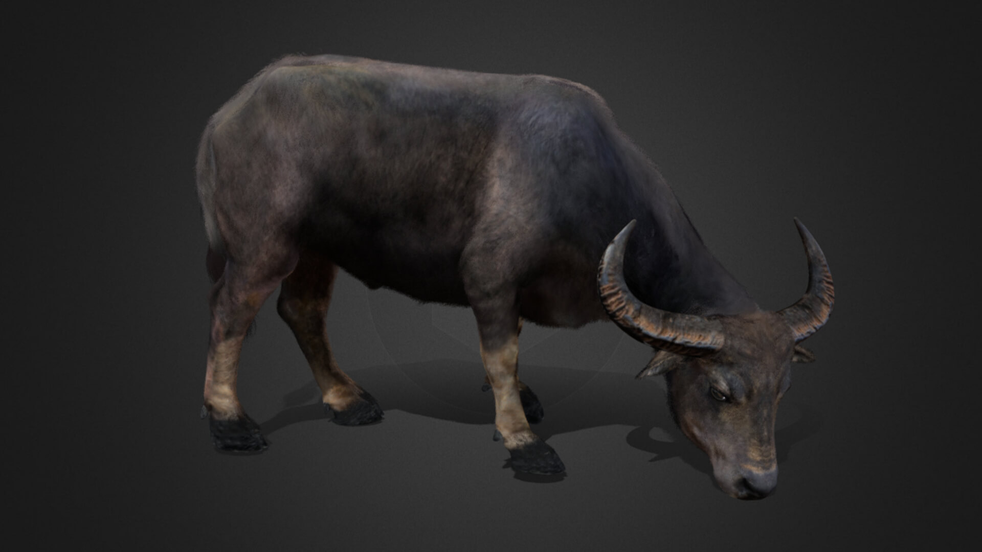 Asian Buffalo - Water Buffalo Realistic 3D Model by Kiwi_CG