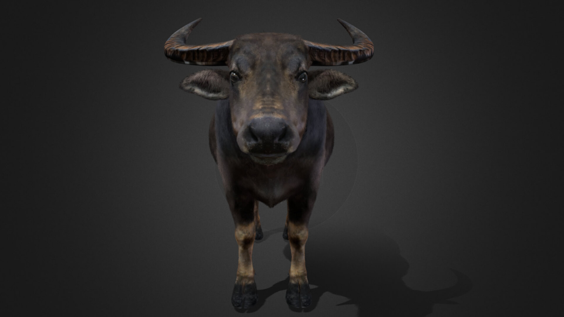 Asian Buffalo - Water Buffalo Realistic 3D Model by Kiwi_CG