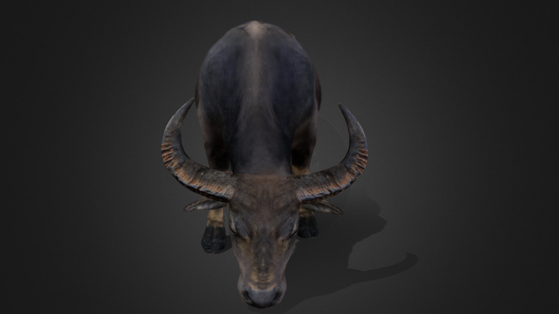 Asian Buffalo - Water Buffalo Realistic 3D Model by Kiwi_CG