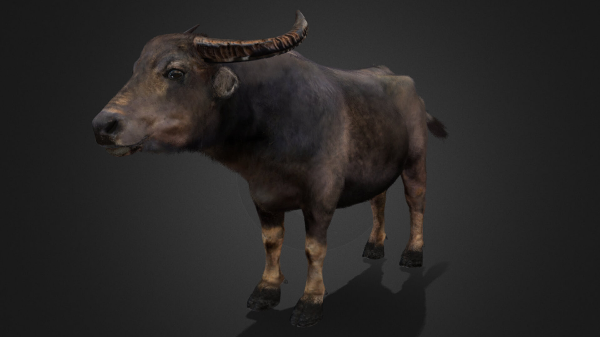 Asian Buffalo - Water Buffalo Realistic 3D Model by Kiwi_CG