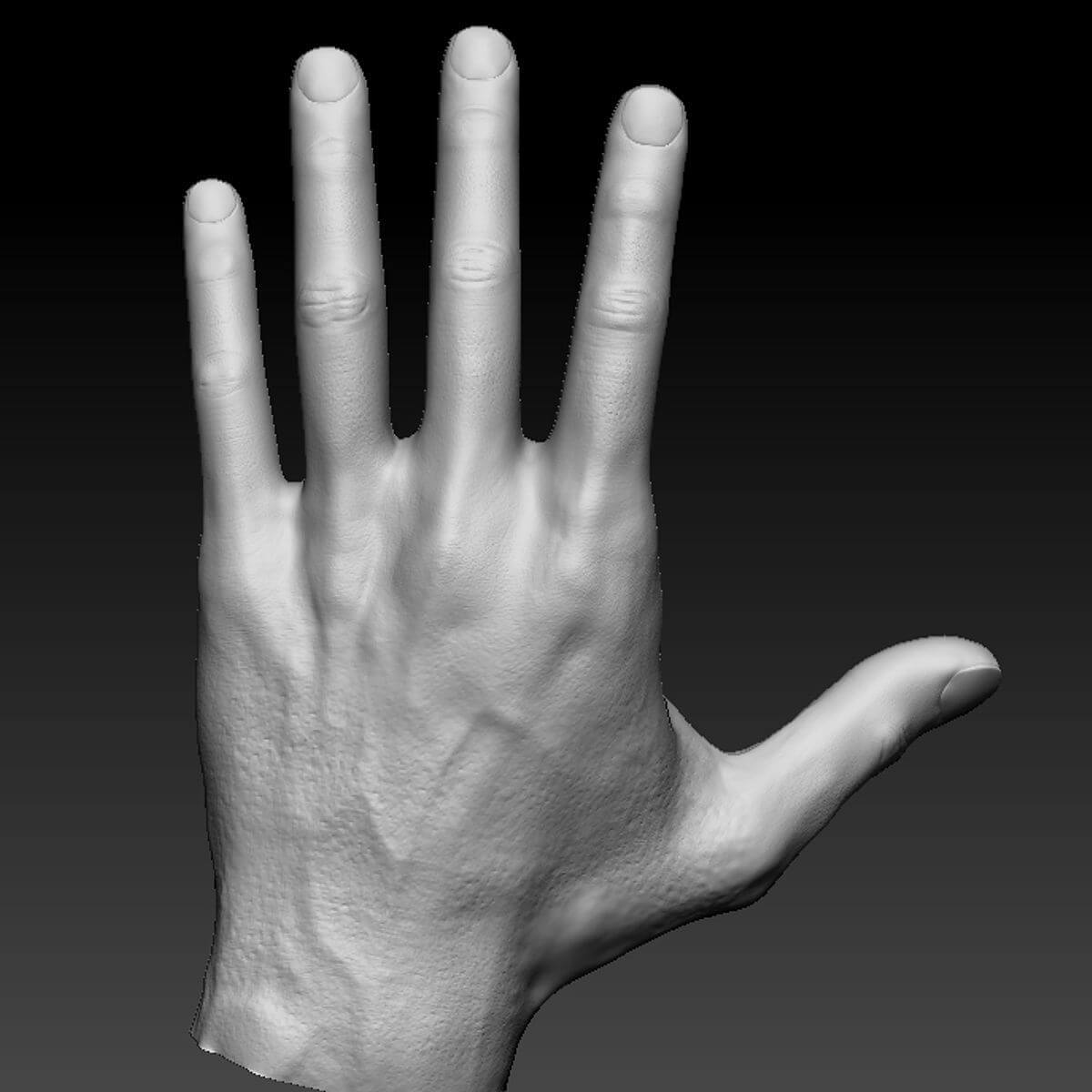 Male Hand - 3D Model by Kolpontr