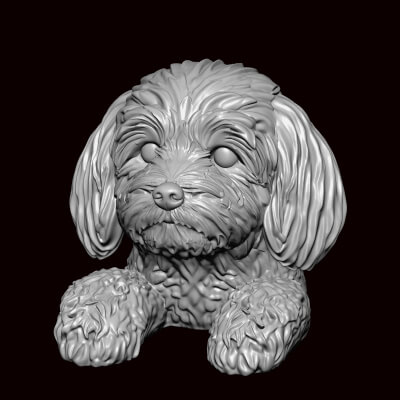 Havanese Peeking Pose - 3D Model by KolyDigital