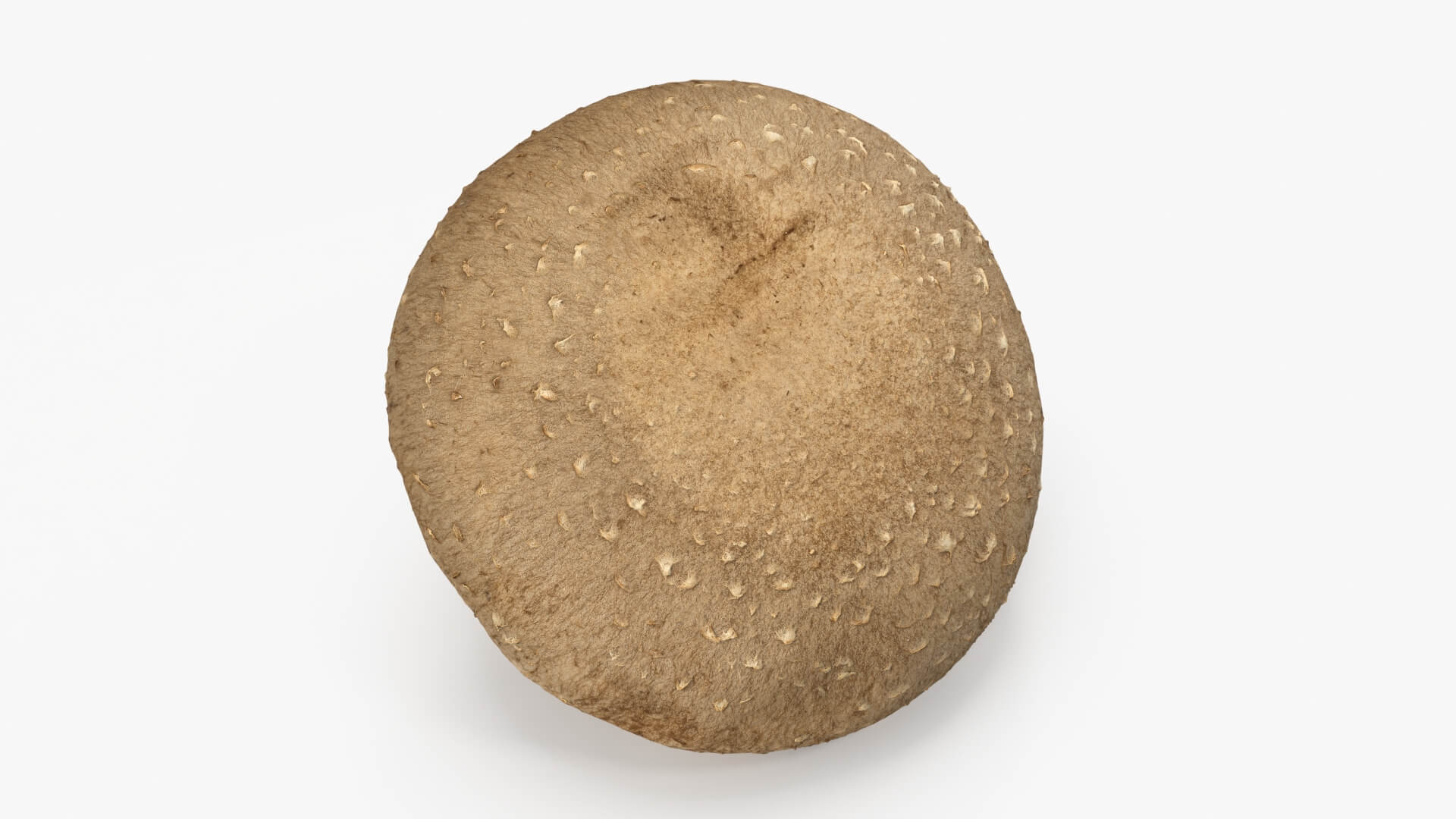 Shiitake Mushrooms Collection by Krakken