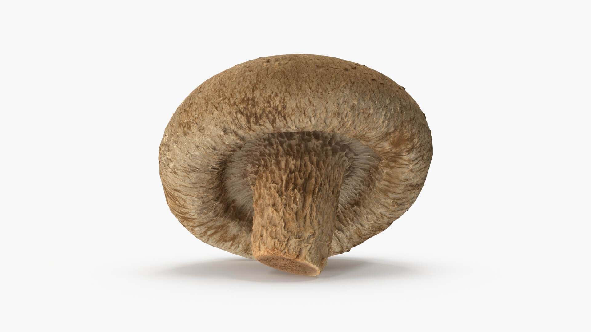 Shiitake Mushrooms Collection by Krakken