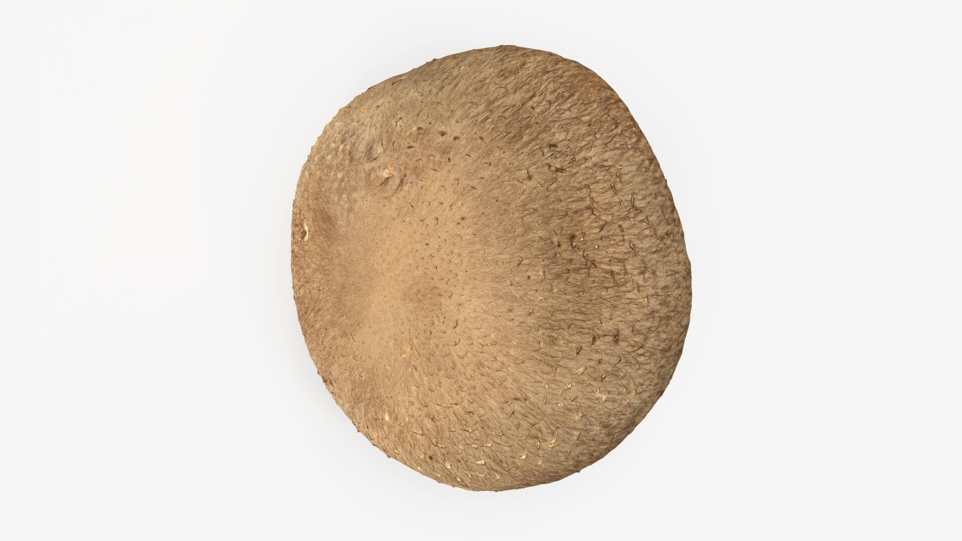 Shiitake Mushrooms Collection by Krakken