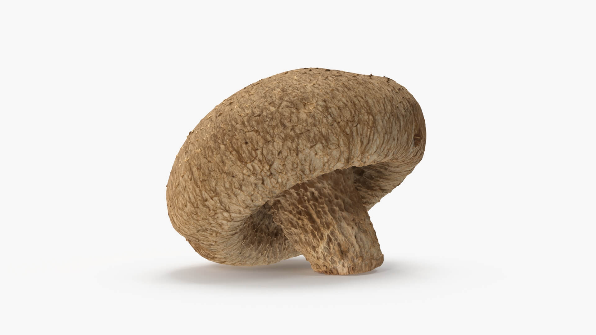 Shiitake Mushrooms Collection by Krakken