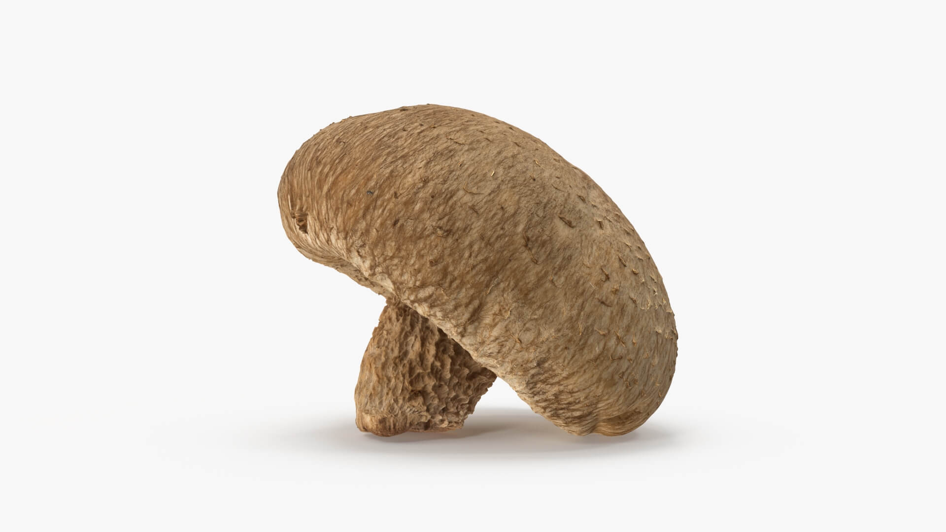 Shiitake Mushrooms Collection by Krakken