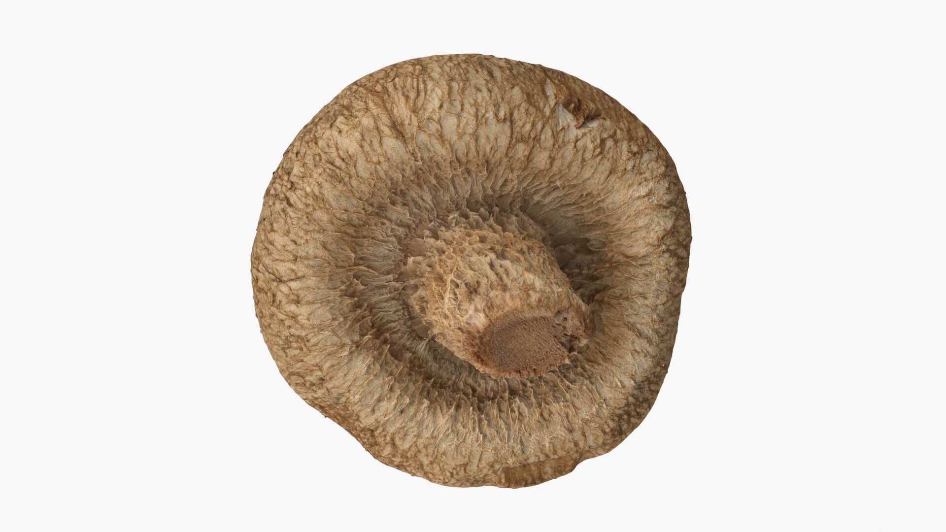 Shiitake Mushrooms Collection by Krakken