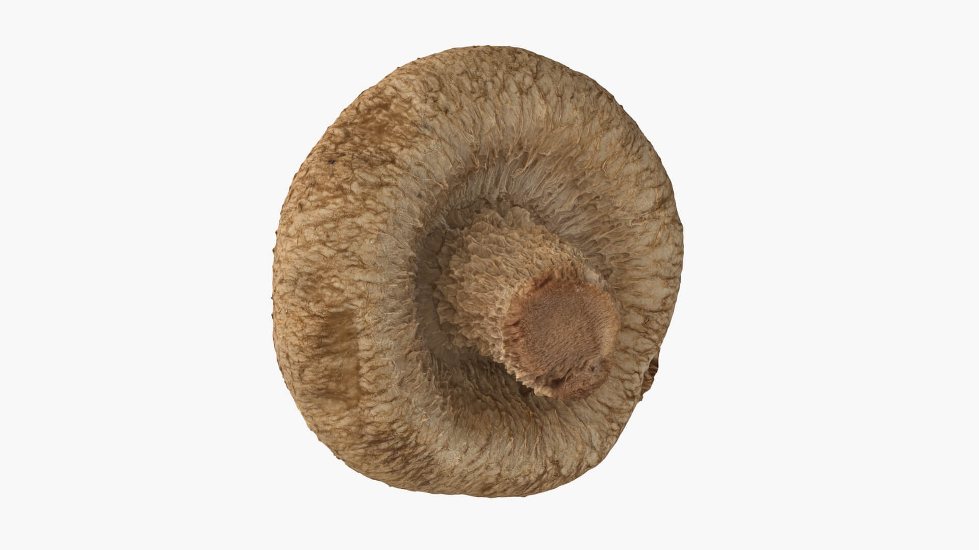 Shiitake Mushrooms Collection by Krakken