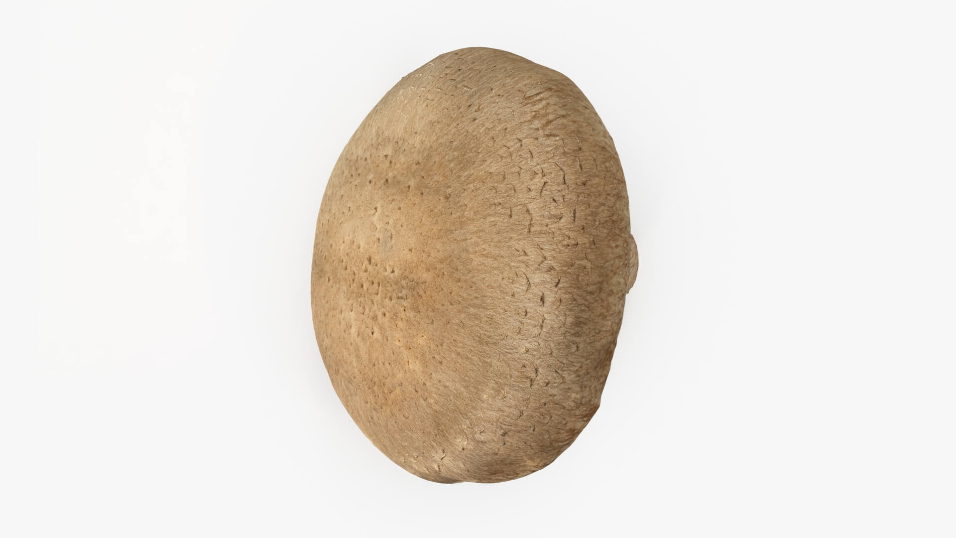 Shiitake Mushrooms Collection by Krakken