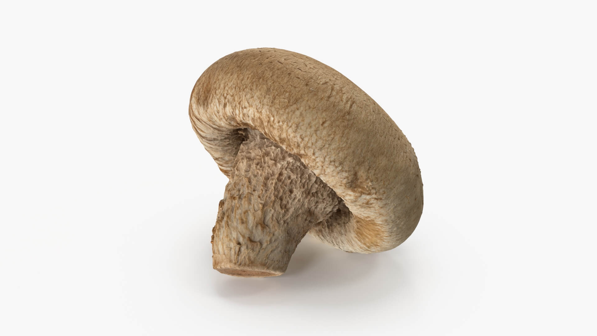 Shiitake Mushroom 3 - 3D Model by Krakken