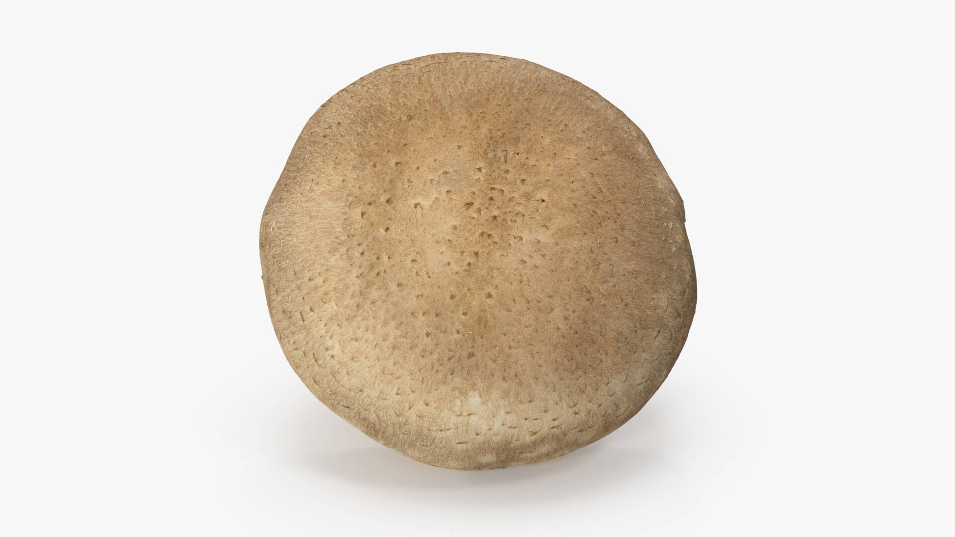 Shiitake Mushroom 3 - 3D Model by Krakken