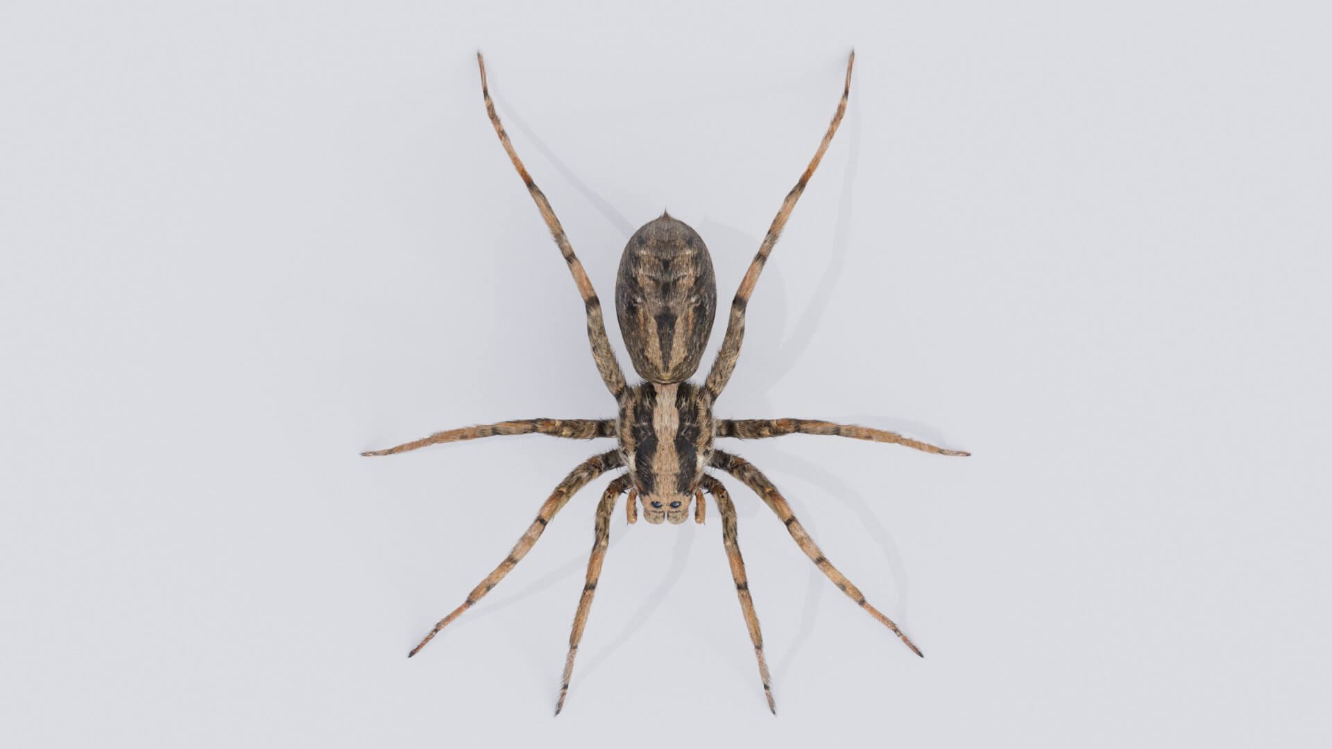 Wolf Spider - 3D Model by Kulacha