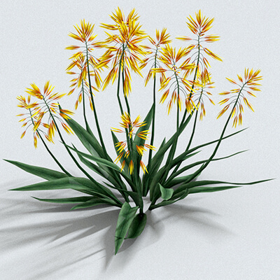 laos Aloe Vera - 3D Model by LAOMUSIC ARTS