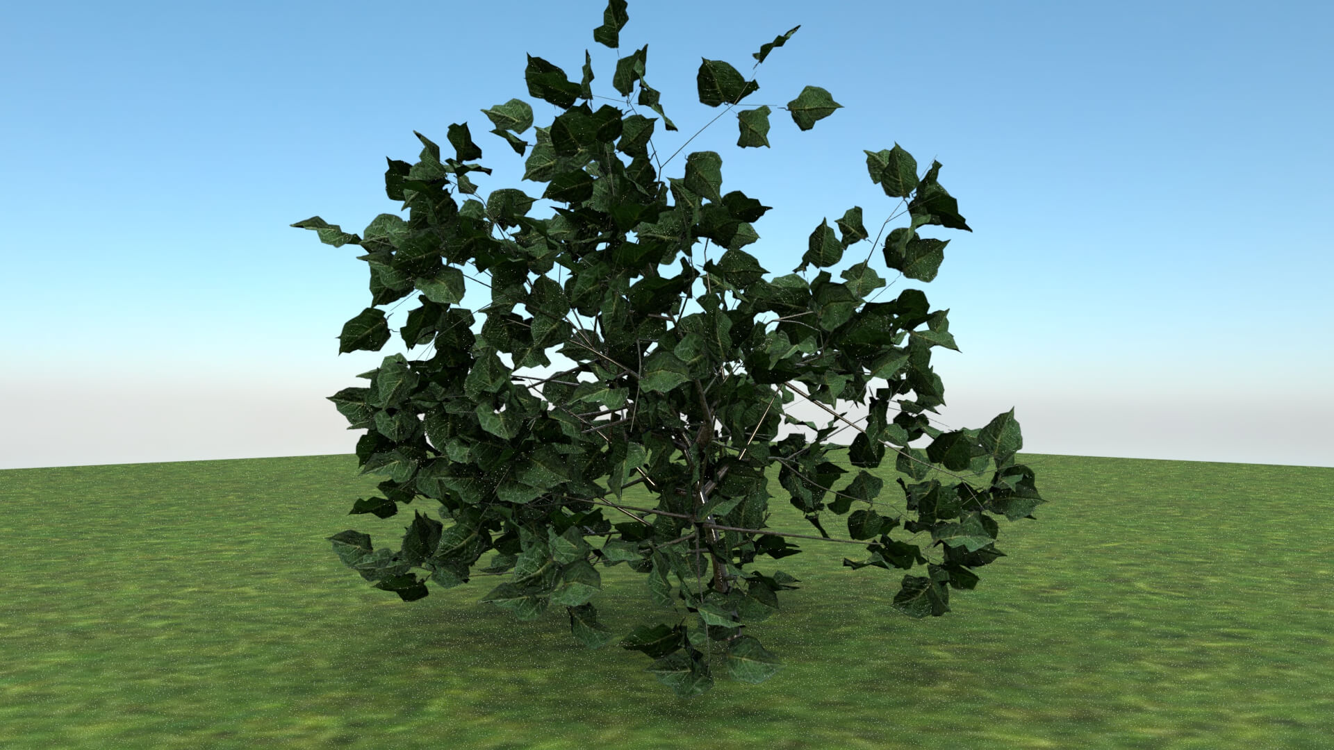 laos Bush 3D asset by LAOMUSIC ARTS