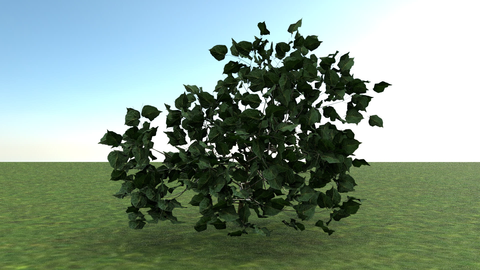 laos Bush 3D asset by LAOMUSIC ARTS