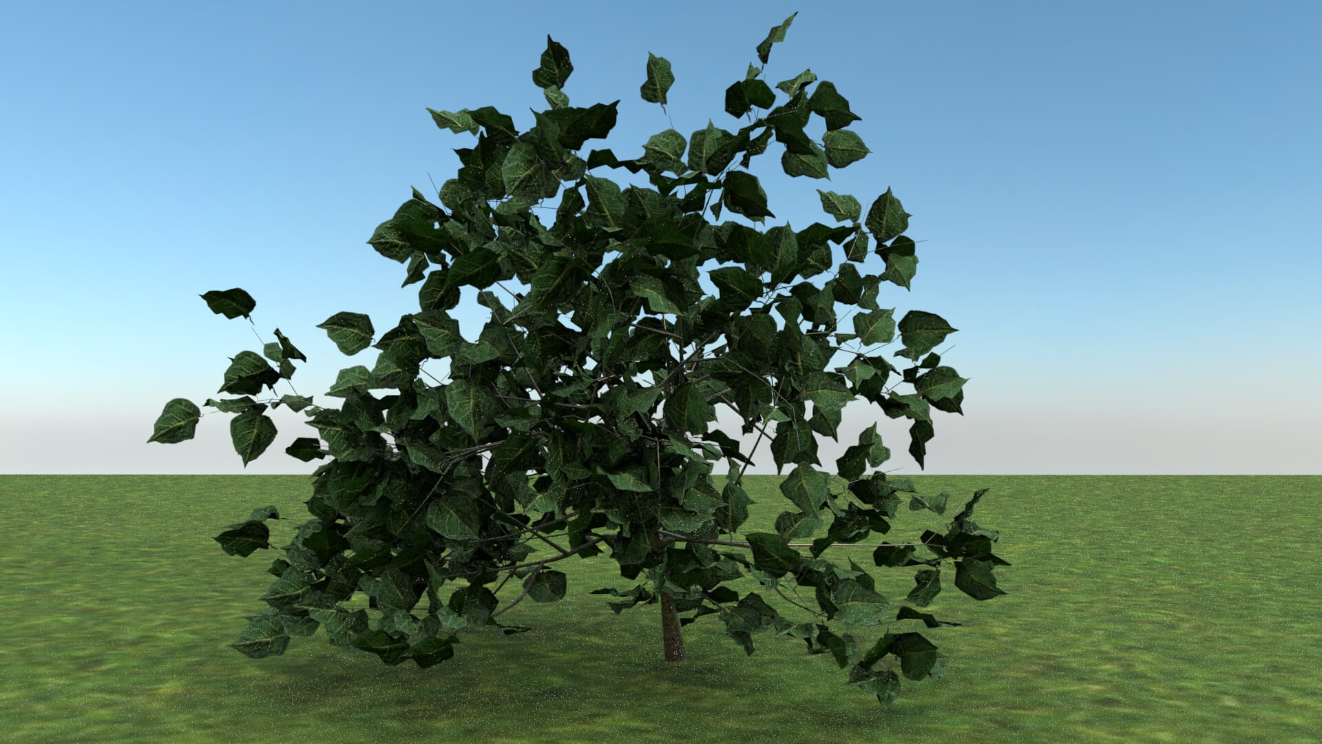 laos Bush 3D asset by LAOMUSIC ARTS