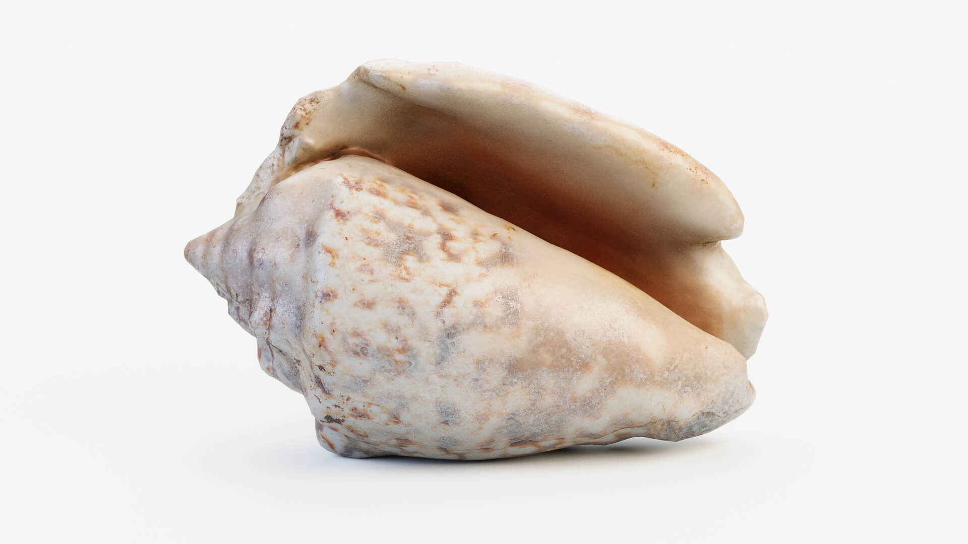 Small Seashell - 3D Model by lemonadeCG