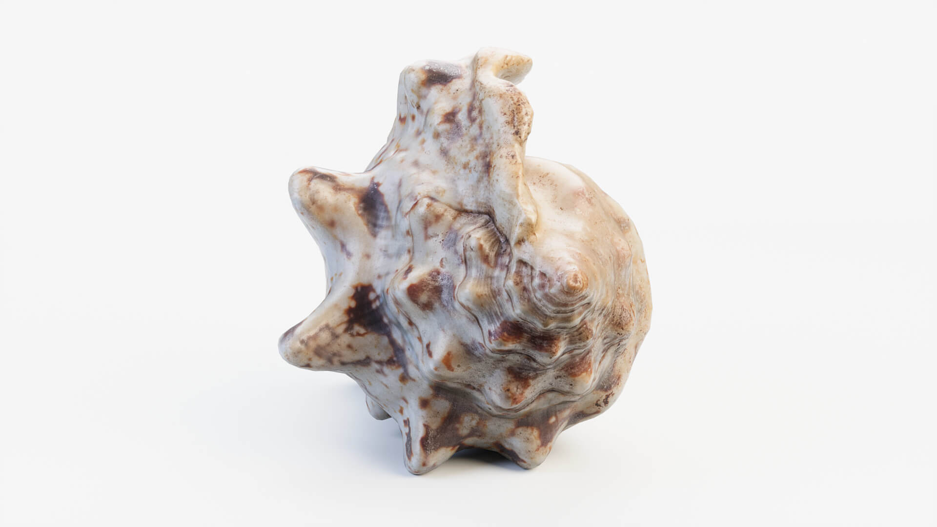 Small Seashell - 3D Model by lemonadeCG