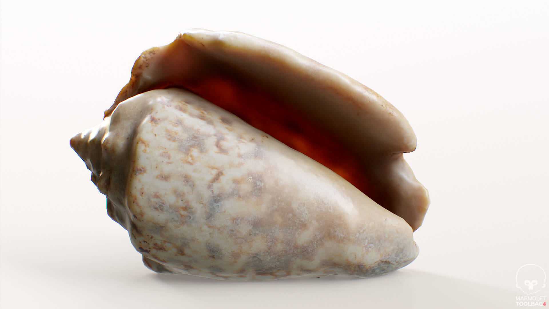 Small Seashell - 3D Model by lemonadeCG