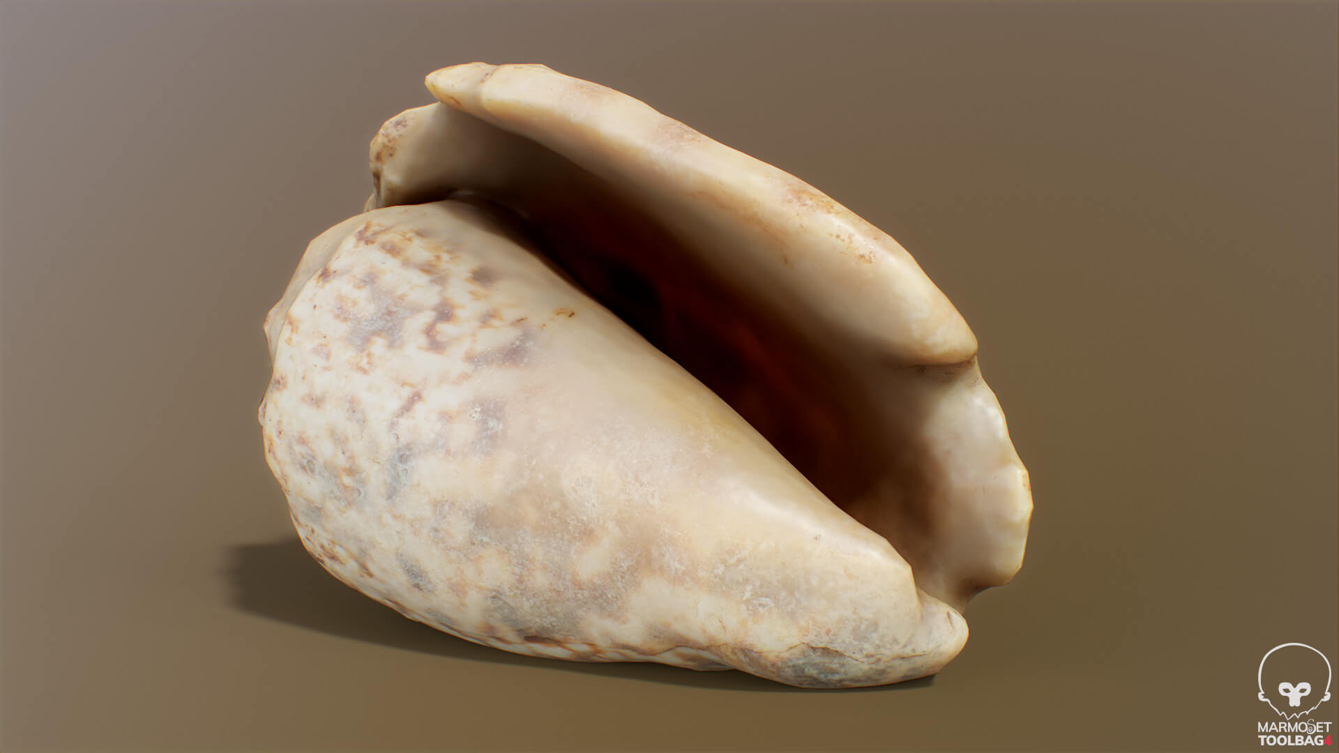 Small Seashell - 3D Model by lemonadeCG