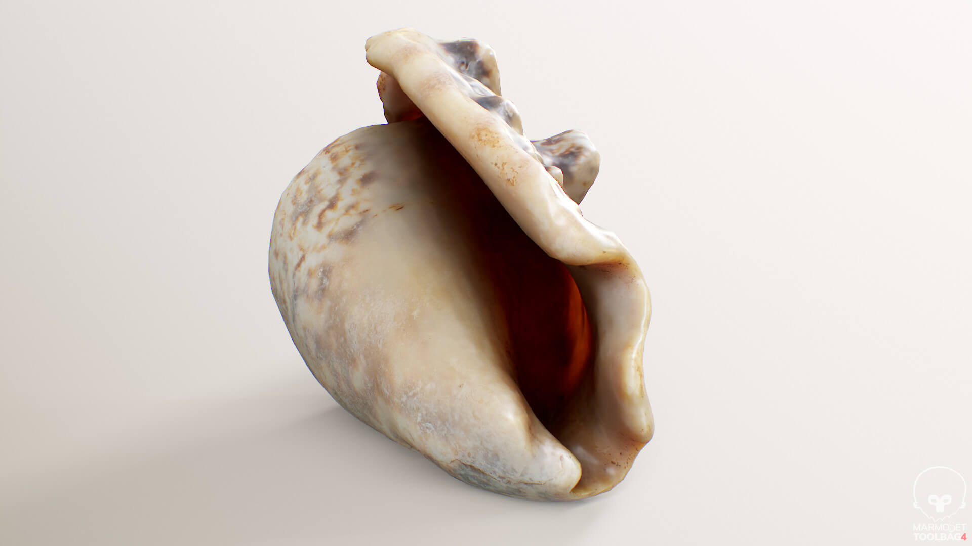 Small Seashell - 3D Model by lemonadeCG